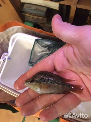 Цихлиды Сальвини