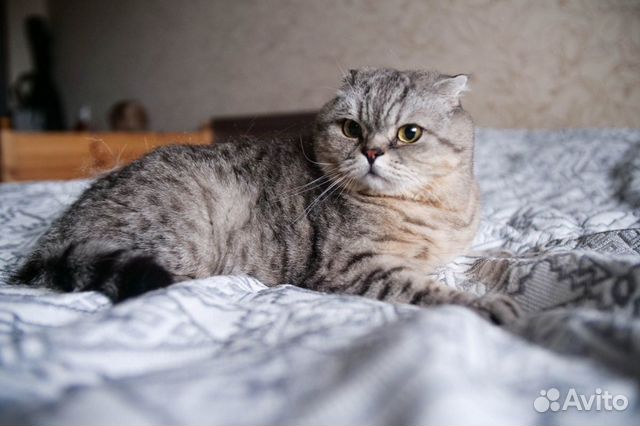 Кот Лукас