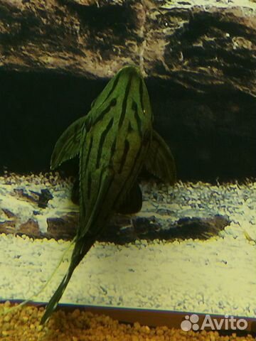 L191 Панак (Panaque nigrolineatus L191)