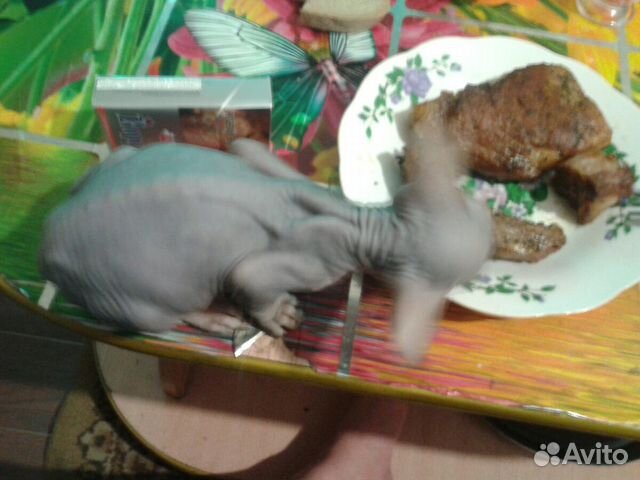 Донской сфинкс