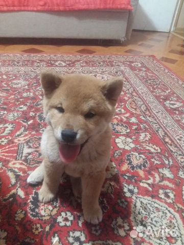 Сиба Ину мальчик "Хома"