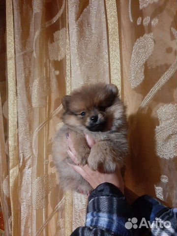 Малютки Шпице- пупсики