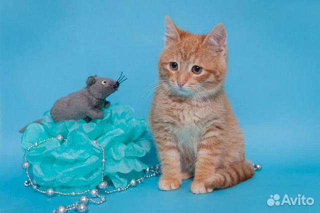 Котята ищут самый любящий дом