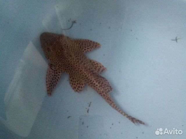 Птерегоплихт