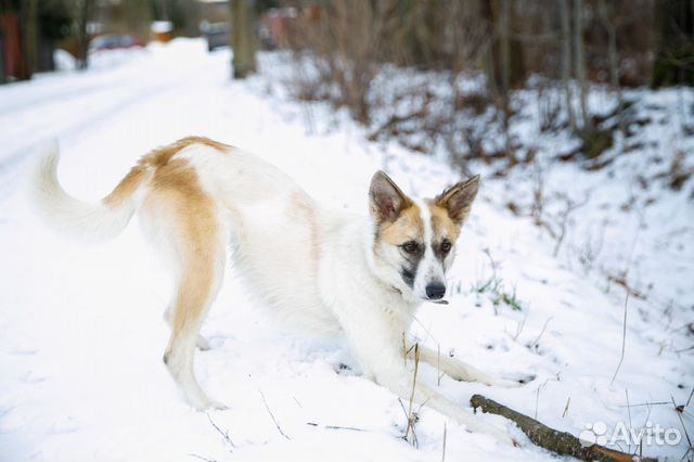 Молодая собачка в надёжные руки