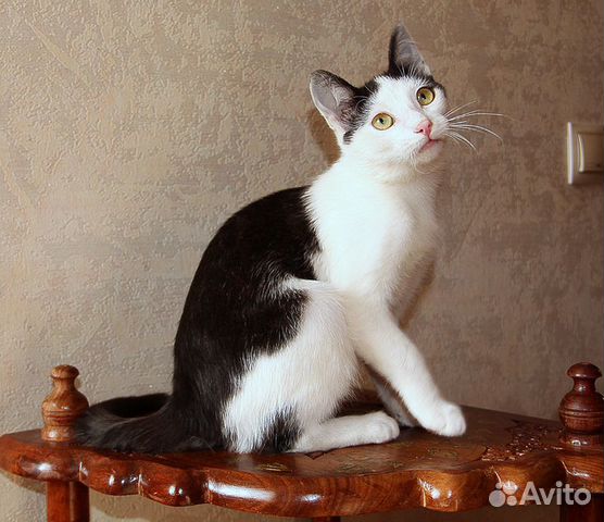 Котенок Пашка в добрые руки