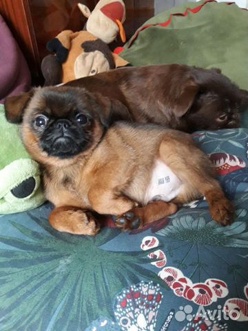 Пти брабансон