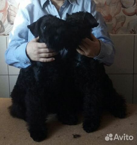 Я керри-блю-терьер необыкновенная собака