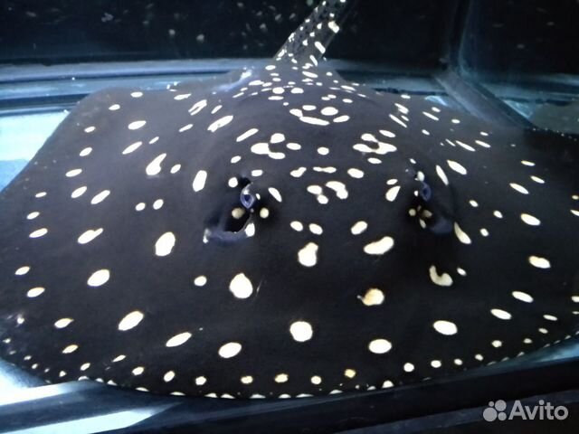 Скат-Самка Леопольди