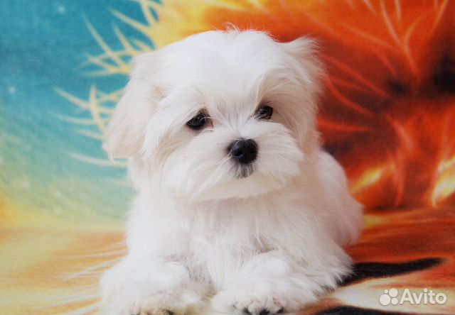 Красавчик мальтезе