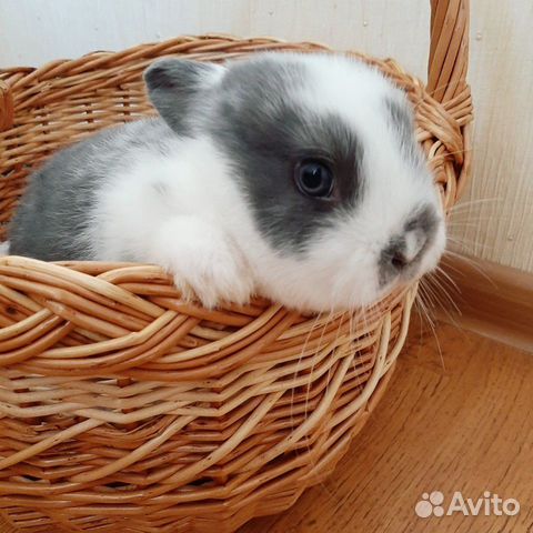 Мини крольчонок девочка