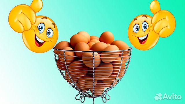 Инкубационное яйцо и цыплята породистых кур