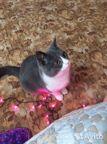 Отдаю в добрые руки этого мальчика