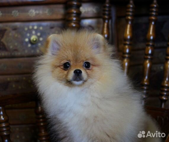 Настоящая красавица