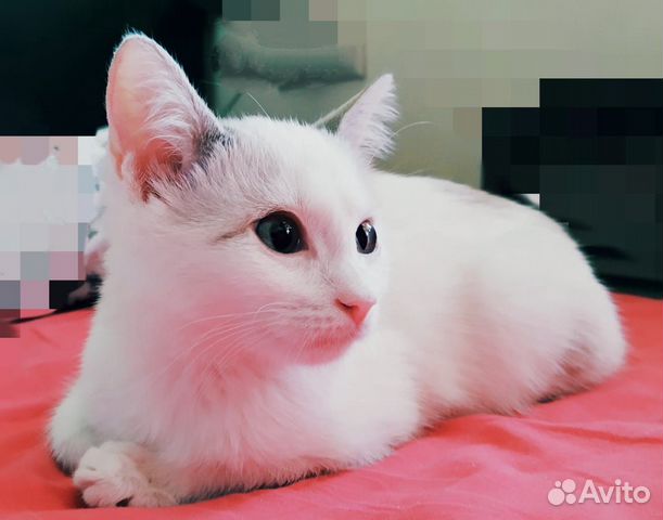 Отдам котенка в добрые руки