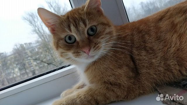 Рыжий ласковый котенок в дар