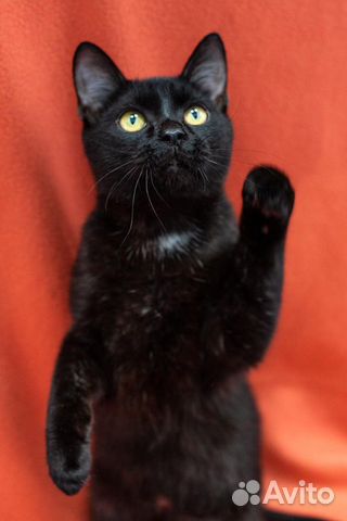 Котёнок Люк в добрые руки