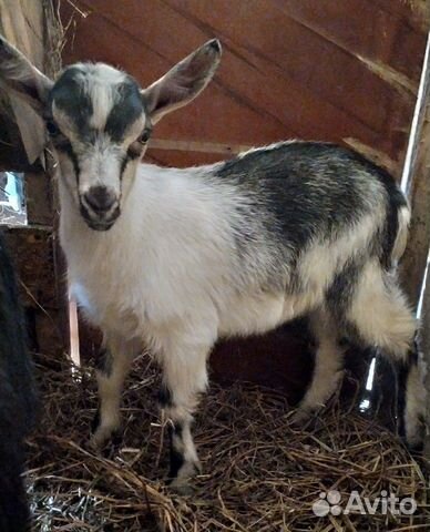 Козлик альпийский