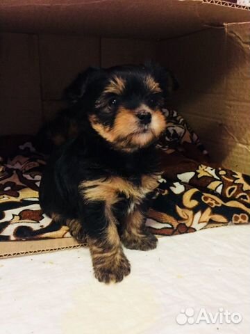 Йоркширский терьер