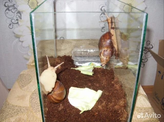 Улитки ахатины