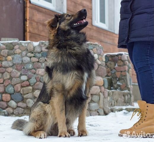 Сеня - собака в добрые руки
