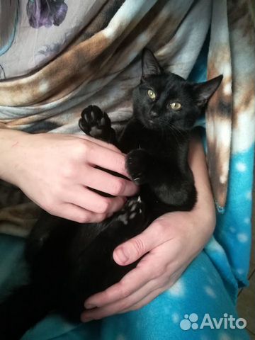 Чёрный котёнок, девочка, 4 мес