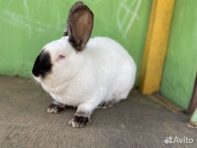 Серебро, паннон, калифорния