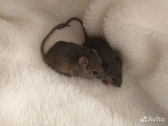 Декоративные мышки