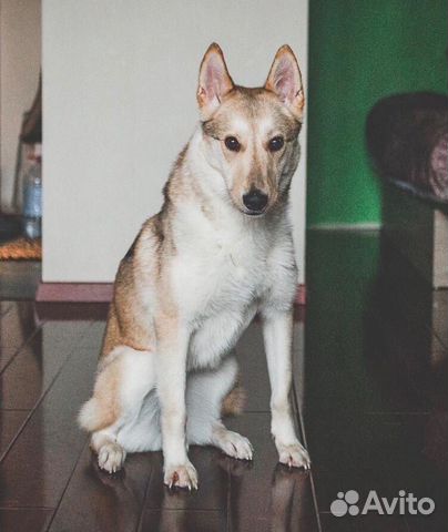 Собака Лапочка в поисках хозяина