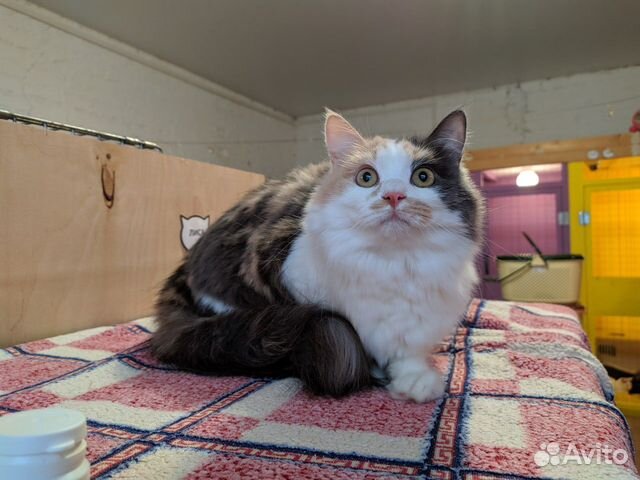 Кошечка Клюква, 9 месяцев (из приюта)