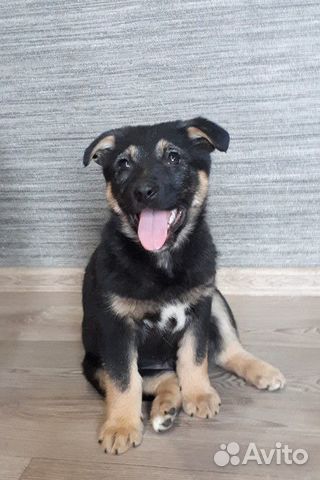 Марсик ищет дом