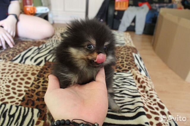 Продаётся щенок немецкого шпица