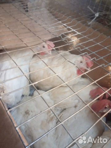 Куры несушки взрослые