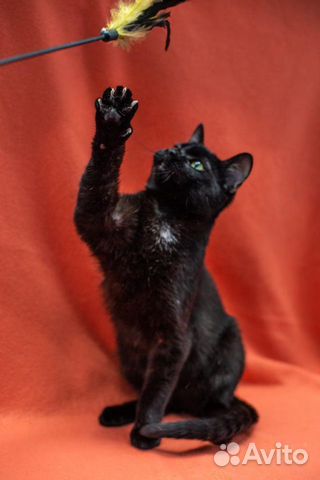 Котёнок Люк в добрые руки