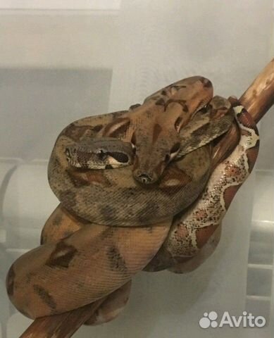 Императорские удавы