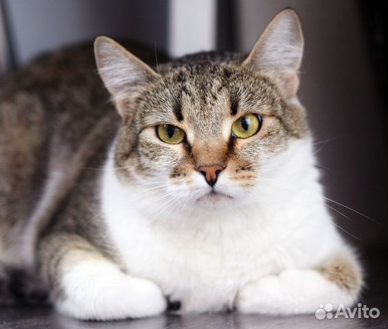 Кот Соломон