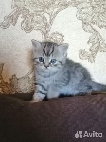 Котята от шотландской кошки