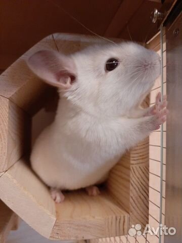 Шиншилла Бело-Розовый Бархат Девочка