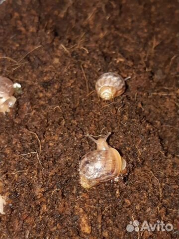 Улитки ахатина