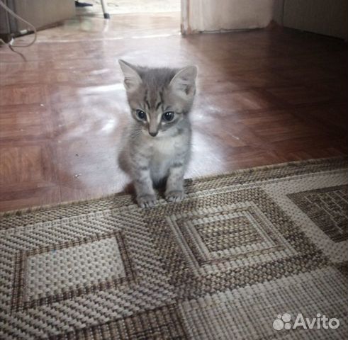 Котенок ищет себе надежную семью
