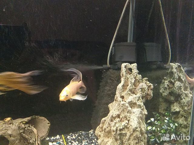 Вуалевый карп