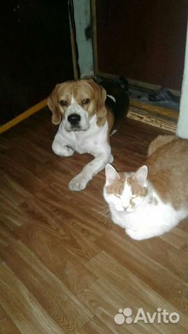 Кобель бигль