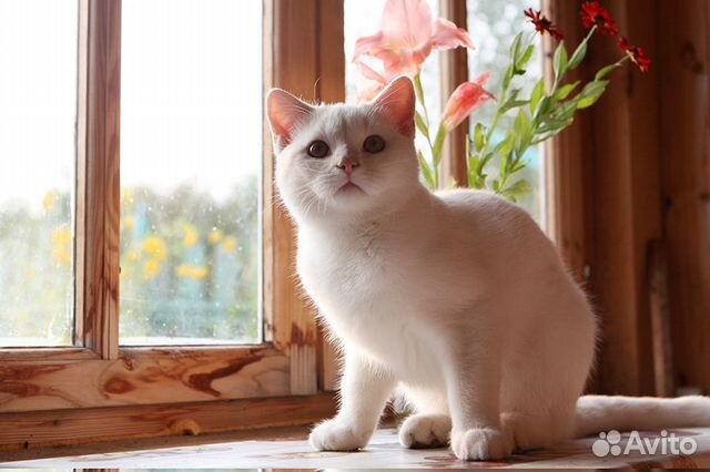 Британские котята