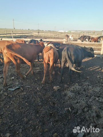Коровы бычки телечки