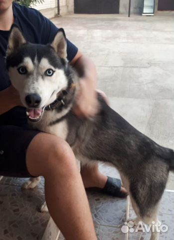 Сибирский хаски