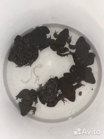 Живые лягушки