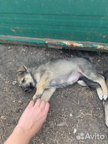 Щенки в добрые руки