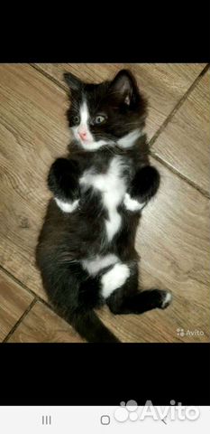 Котенок домашний (мальчик)