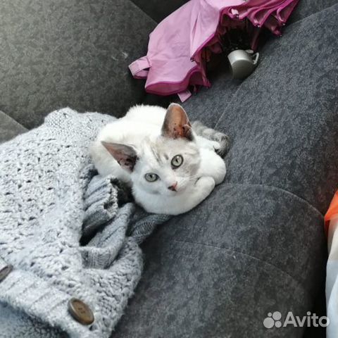 Котёнок-девочка, метис корниш-рекса. Привезём