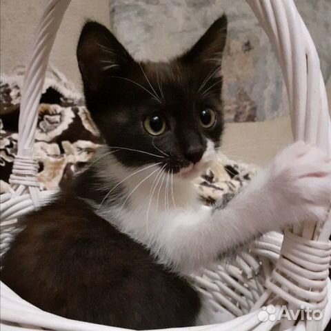 Котенок в добрые руки